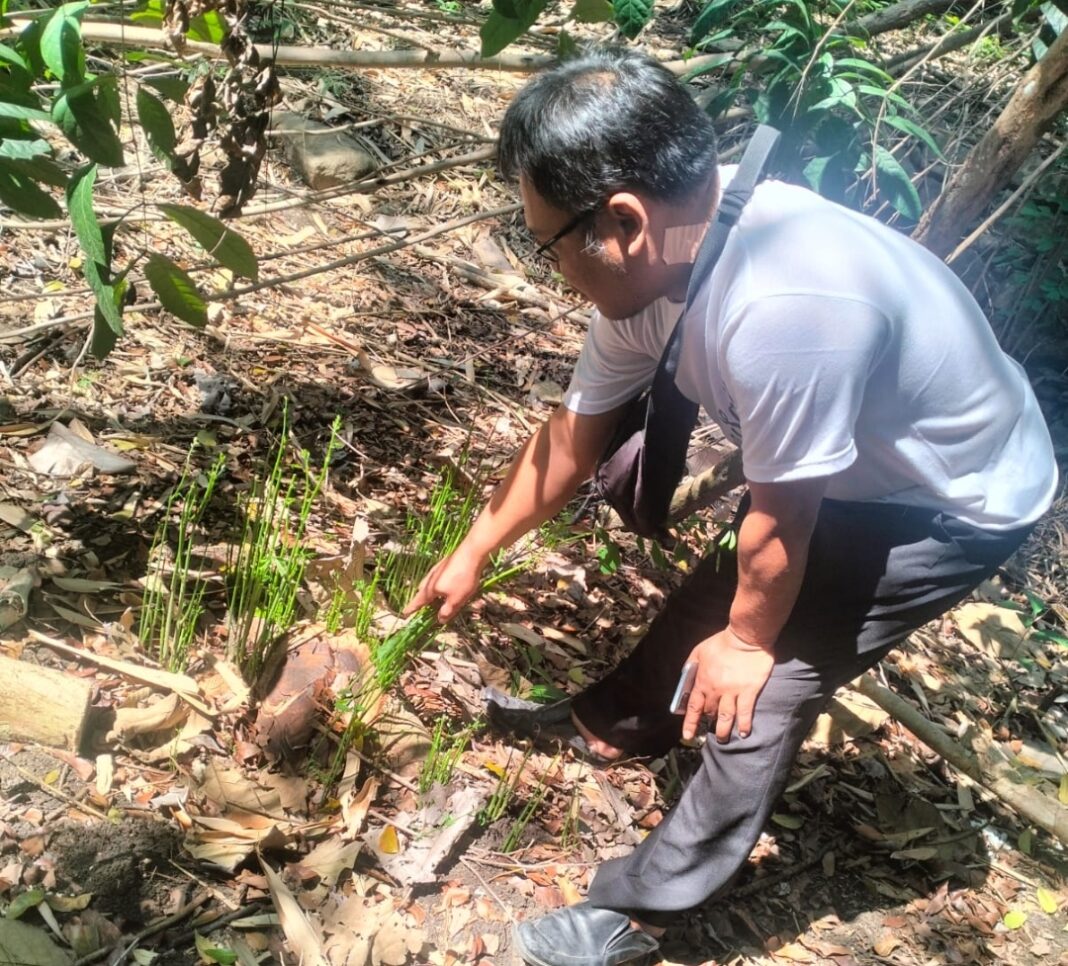 Lima Pohon Sonokeling Milik Warga Bantul Dicuri, Kerugian Capai Rp 25 ...
